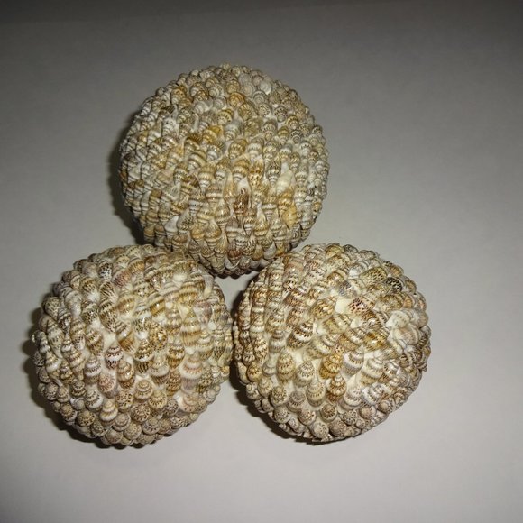 Accents | 3 Round Mini Conch Shells Decorative Orbs Balls Seashells ...